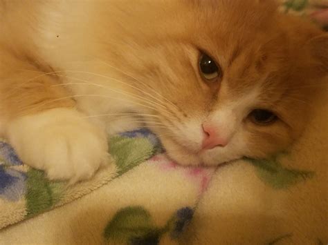 猫 基蒂 Pixabay上的免费照片 Pixabay