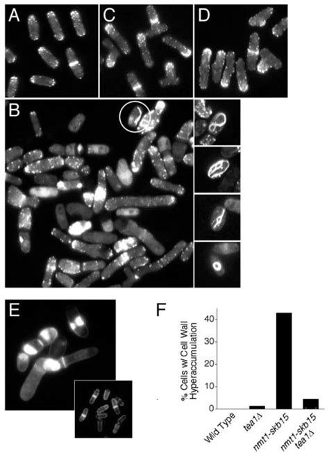 the tea1 null mutation suppresses defects in f actin organization and