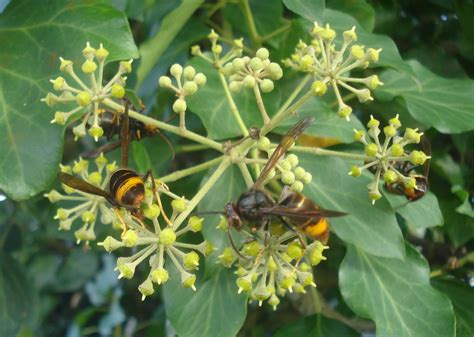 The Asian Hornet An Exotic Invasive Species Which Endangers