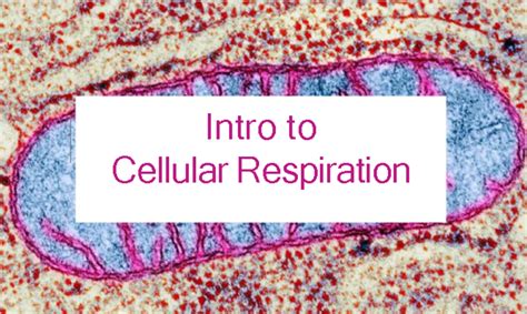 1 Intro To Cellular Respiration Notes Intro To Cellular Respiration