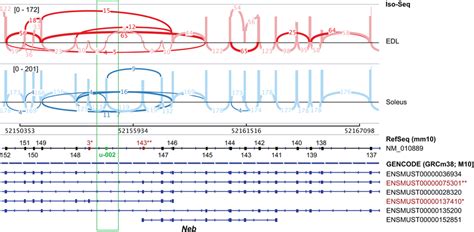 Sashimi Plot Showing Extensive Alternative Splicing Of Edl And Soleus