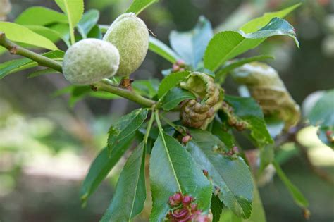 Identifying Nut Bearing Trees
