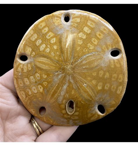 Fossils For Sale Fossils Miocene Fossil Sand Dollar Sea Urchin Echinoid From New