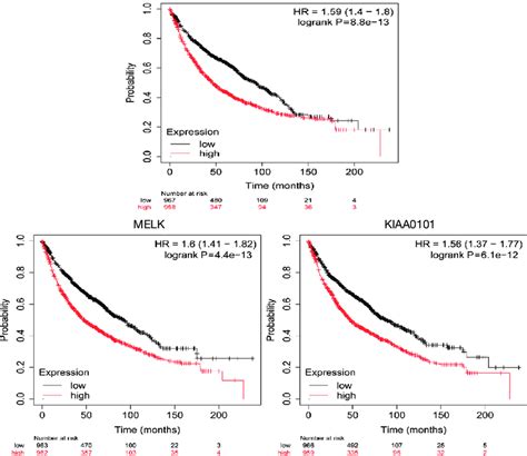 Expression Of Ncapg Melk Kiaa0101 And Nsclc Prognosis According To