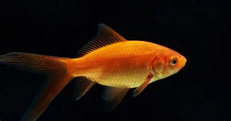 Comet Goldfish Carassius Auratus Auratus Practical Fishkeeping