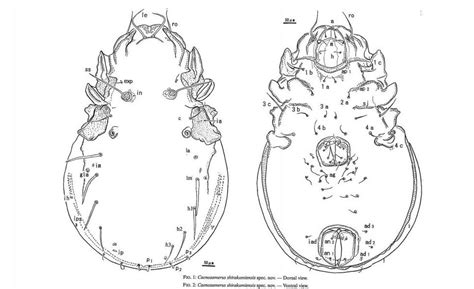 Sarcoptiformes Отряд Саркоптиформные клещи Order Sarcoptiformes 173