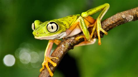 En peligro de extinción gran parte de especies de anfibios CMKX Radio Bayamo