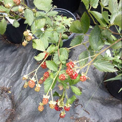 Buy Dorman Red Raspberry Plants And Trees Online Pixies Gardens