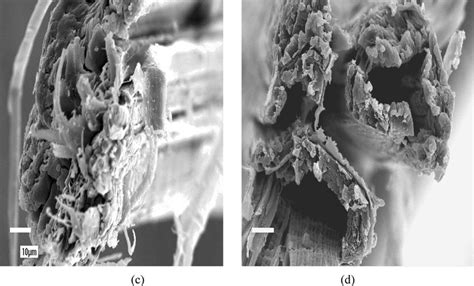 Sem Micrographs Of C 0 08 And D 0 16 Naoh Treated Hemp Fibre