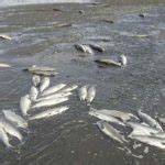 Continua La Muerte De Peces En La Presa Hatillo Esta Vez En Mayor