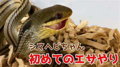 シマヘビの捕食かわいいシマヘビの初めての餌やり YouTube