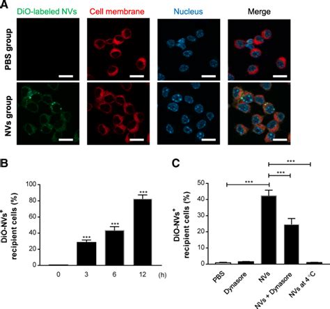 Mesenchymal Stromal Cell Derived Nanovesicles Ameliorate Bacterial