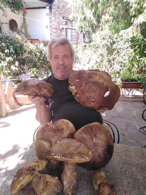 Olbia Raccolto Porcino Record Da 1 550 Kg