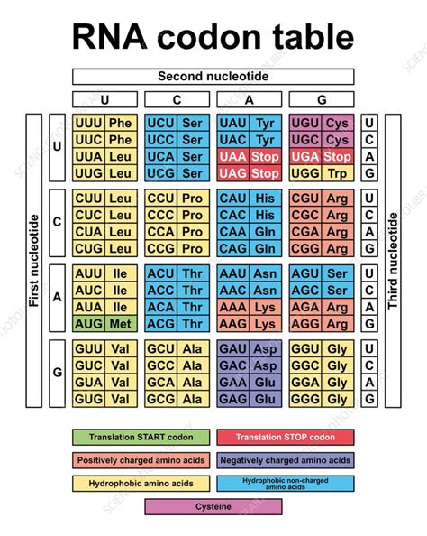 Rna Codon Table Illustration Stock Image F041 9817 Science Photo