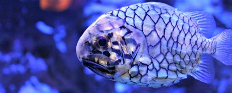 Navigation Bioluminescence