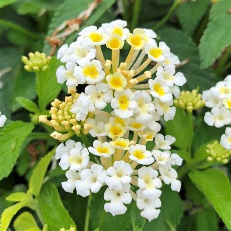 Lantana White Jiffy Plants