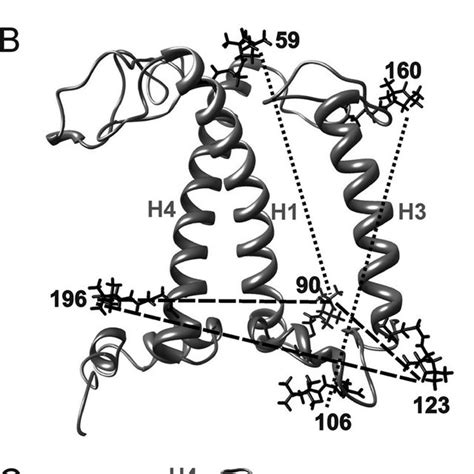 Protein Structure And Labeling Sites Of Monomeric And Trimeric Lhcii Download Scientific