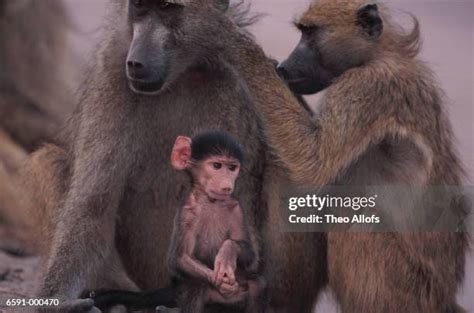 Cute Baboon Photos And Premium High Res Pictures Getty Images