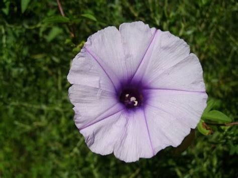 Campanita Violeta Enredadera Nativa Floral Cercos Muros
