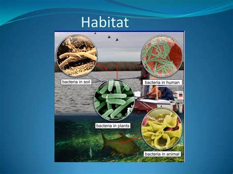 1 1 Classification Of Microbes Ppt