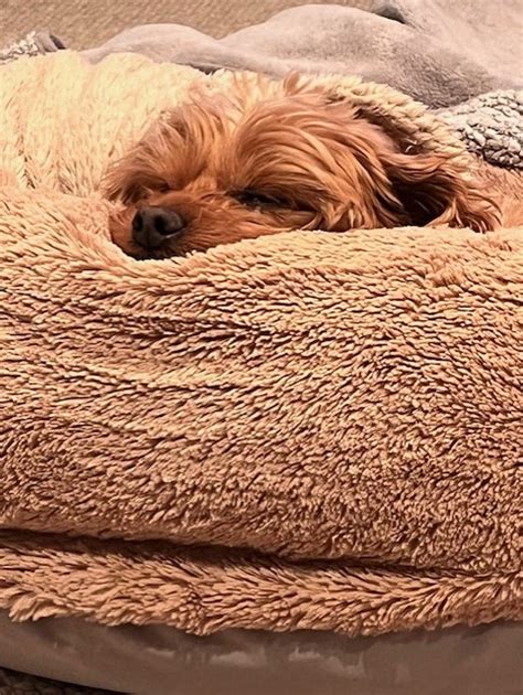 Bravery Award Ruby The Cavoodles Recovery Berwick Vet