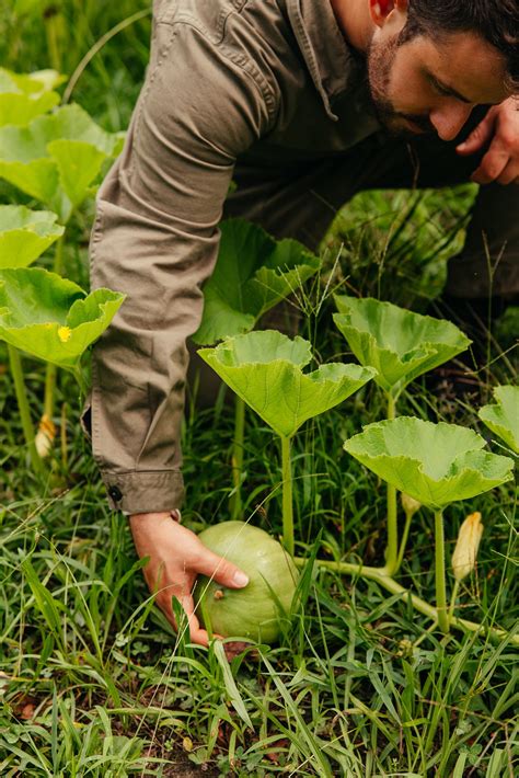 Our 2023 Backyard Pumpkin Patch — Probably This