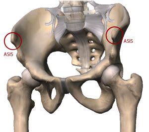 Gluteal And Psoas Relationship For Yogis Love Yoga Anatomy