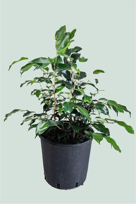 Danielle Weeping Fig Ficus Benjamina Live Plant 2 5l 17cm Planthouse