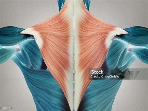 Foto De Anatomia Humana Torso Músculos Das Costas Dor Ilustração 3d E