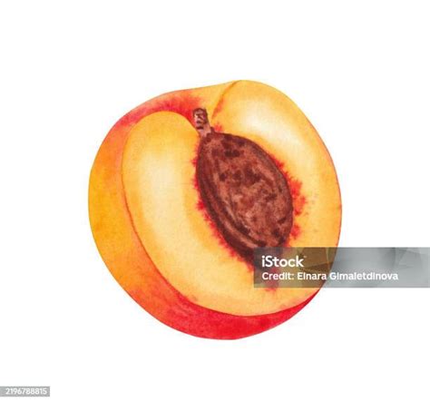 돌을 보여주는 복숭아 반쪽 수채화 손으로 그린 그림 흰색 배경에 고립되어 있습니다 건강한 생활방식에 대한 스톡 벡터 아트 및 기타 이미지 건강한 생활방식 건강한 식생활