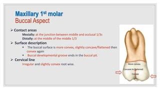 Maxillay First Molar Pptx