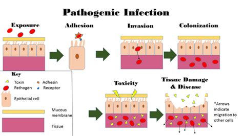 Infection Wikipedia