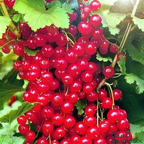 Смородина красная Мармеладница - Сады Беловых