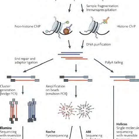 Chip Followed By Highthroughput Sequencing The Chip Process Enriches