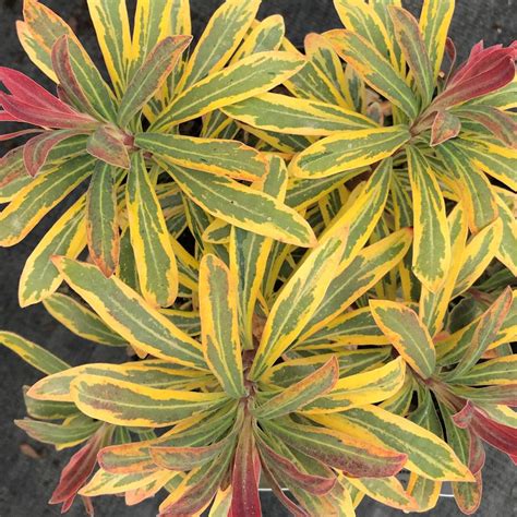 Еуфорбия Euphorbia ГРАДИНСКИ Форум
