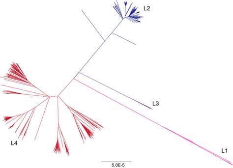 Phylogeny Of Mycobacterium Tuberculosis Sample The Phylogeny Was