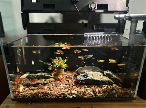 米家智能鱼缸 水族箱怎么样 不看后悔小米鱼缸避坑总结 什么值得买