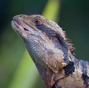 Bearded Dragon Digestive System A Comprehensive Guide Exotic Pet Hub