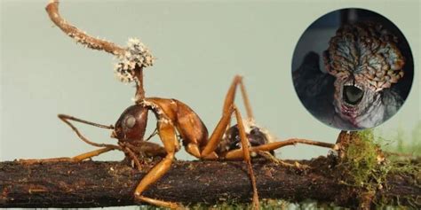 Exploring Cordyceps The Fungal Apocalypse Of The Last Of Us Biolabtests