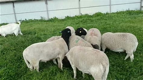 ДОРПЕР Зачем покупать чистопородного дорпера если овцы других пород либо без породные Youtube