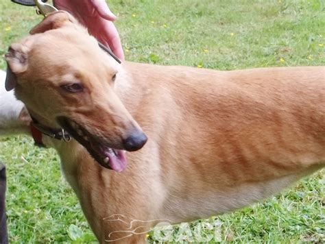 Rachel Greyhound Gaci 2 Adozioni Levrieri Gaci