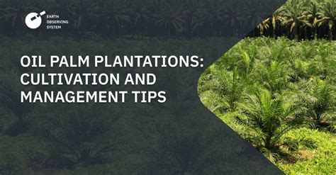 Oil Palm Plantation Cultivation And Management Tips For Growers Eos Data Analytics