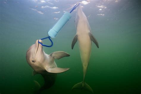 Dolphins Have A Language That Helps Them Solve Problems Together New
