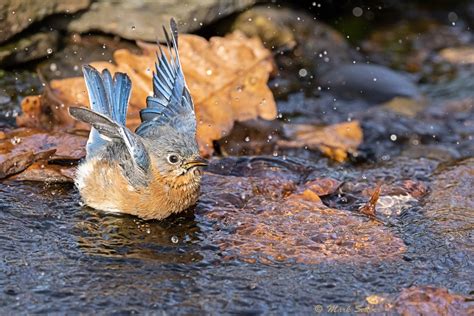 Eastern Bluebird Bathing Avian Critiques Nature Photographers Network