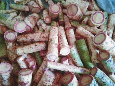 Red Alingatong Herbal Roots Fresh Roots Lazada Ph