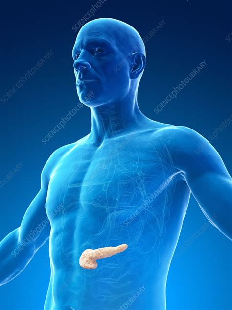 Male Pancreas Illustration Stock Image F038 2350 Science Photo