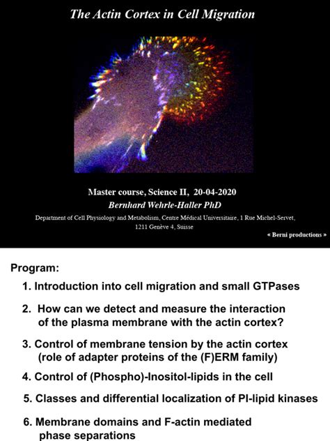 Actin Cortex In Cell Migration 2020 Pdf Integrin Cell Migration