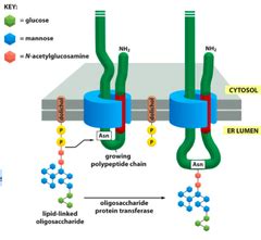 Lecture 16 VESICULAR TRANSPORT AND SECRETORY PATHWAYS Flashcards Quizlet
