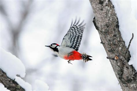 アカゲラ 比企丘陵の自然