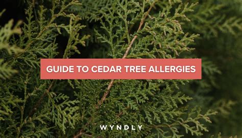 Cedar Tree Allergy Cause Symptoms Treatment 2024 And Wyndly